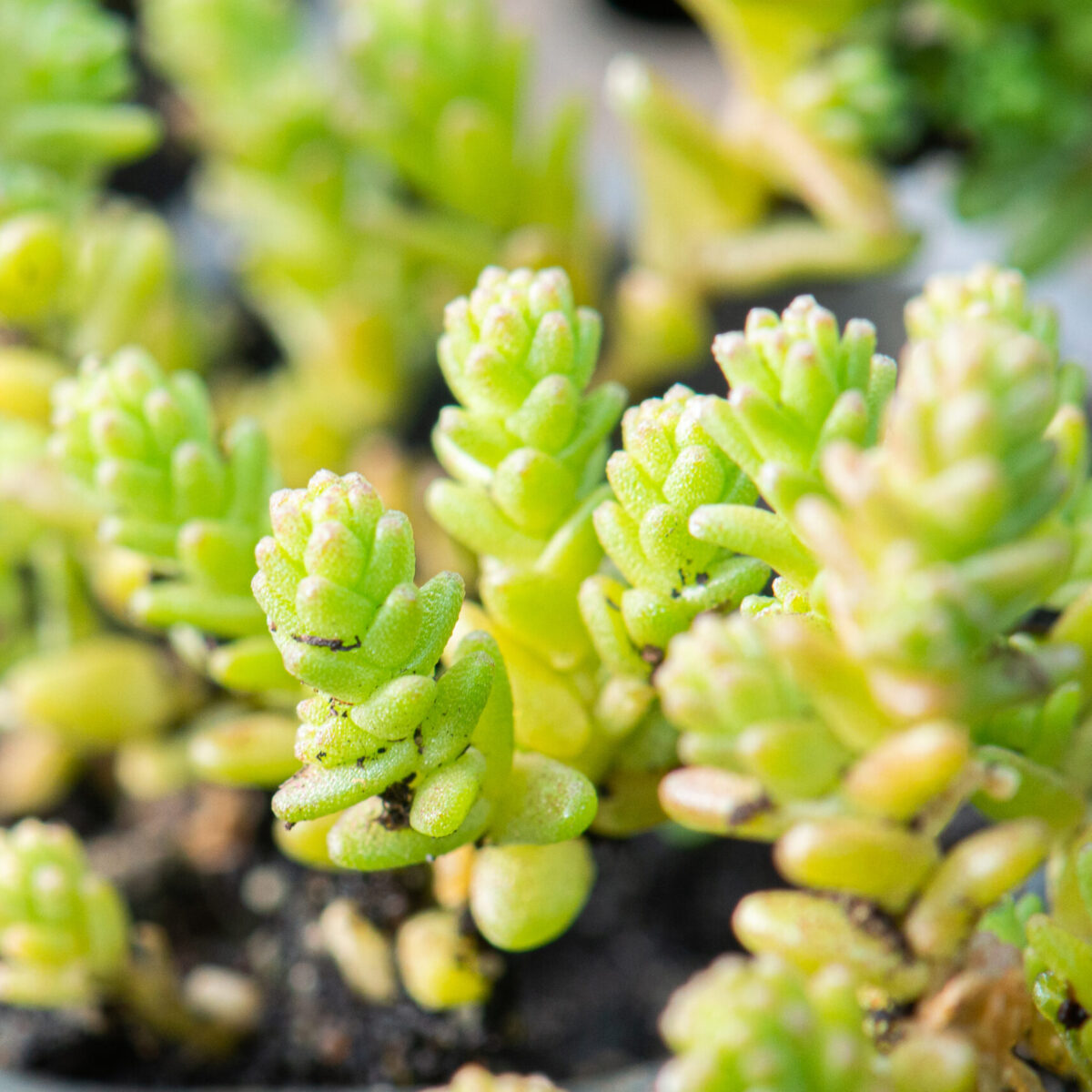 Sedumpluggen plant pakket plat dak waterbuffer 32 liter per m² | Sedum Plus