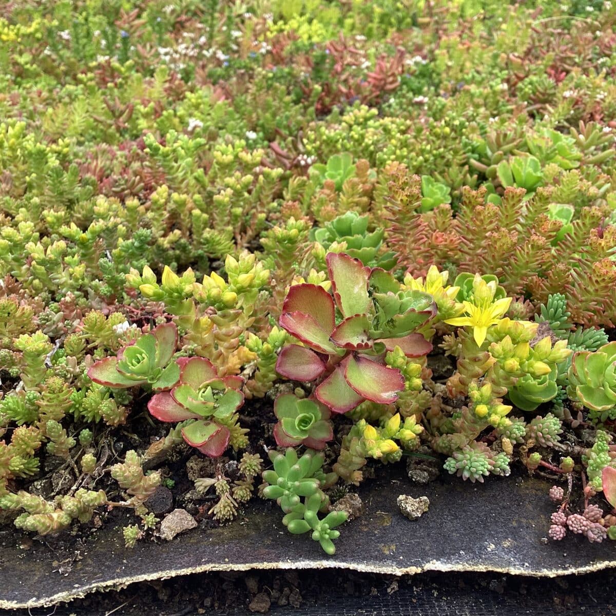 Sedummatten voor een kleurrijke en onderhoudsarme tuin