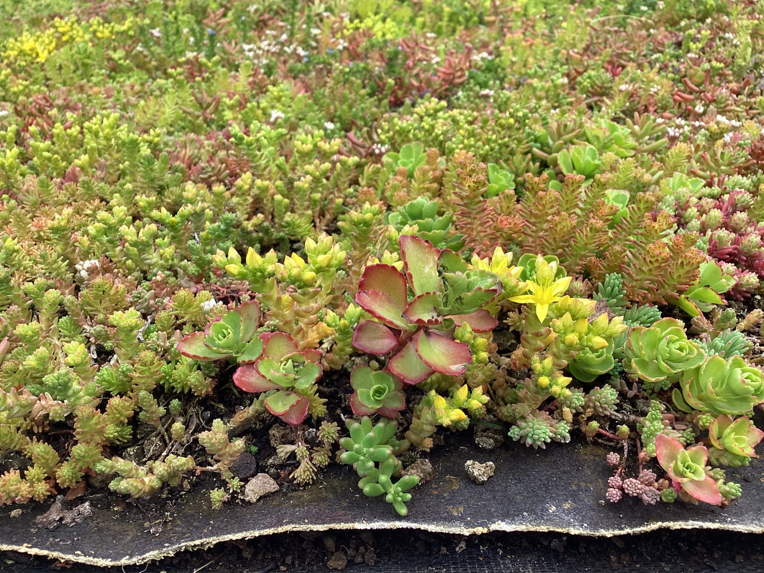 Sedummatten voor een kleurrijke en onderhoudsarme tuin